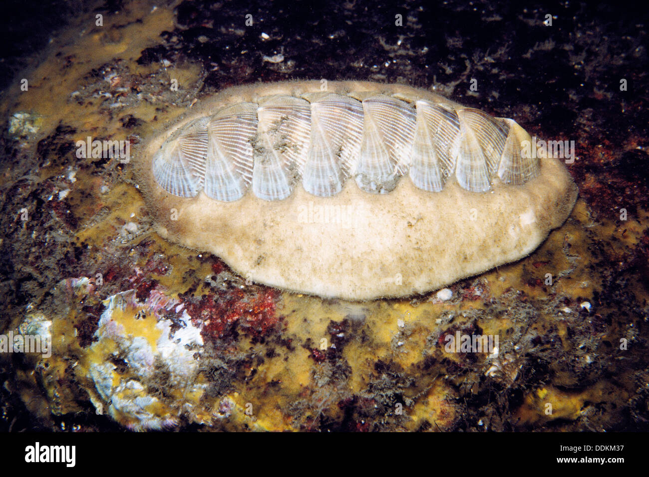 Chaetopleura angulata hi-res stock photography and images - Alamy
