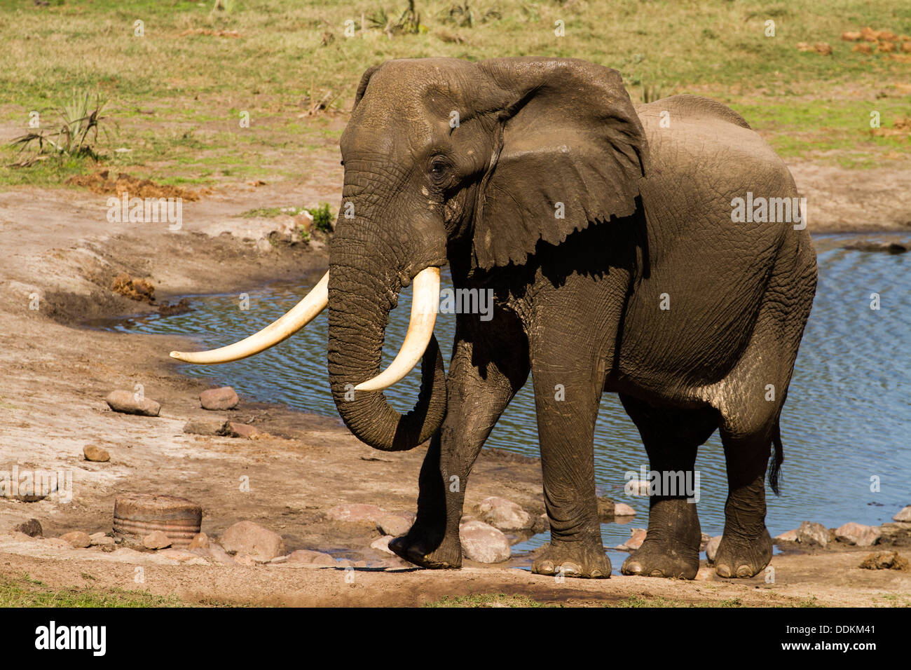 Male elephant elephant hi-res stock photography and images - Alamy