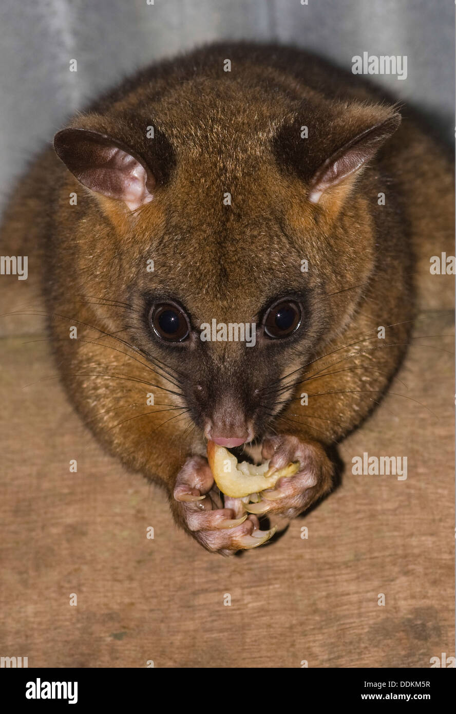 Possum eating hi-res stock photography and images - Alamy