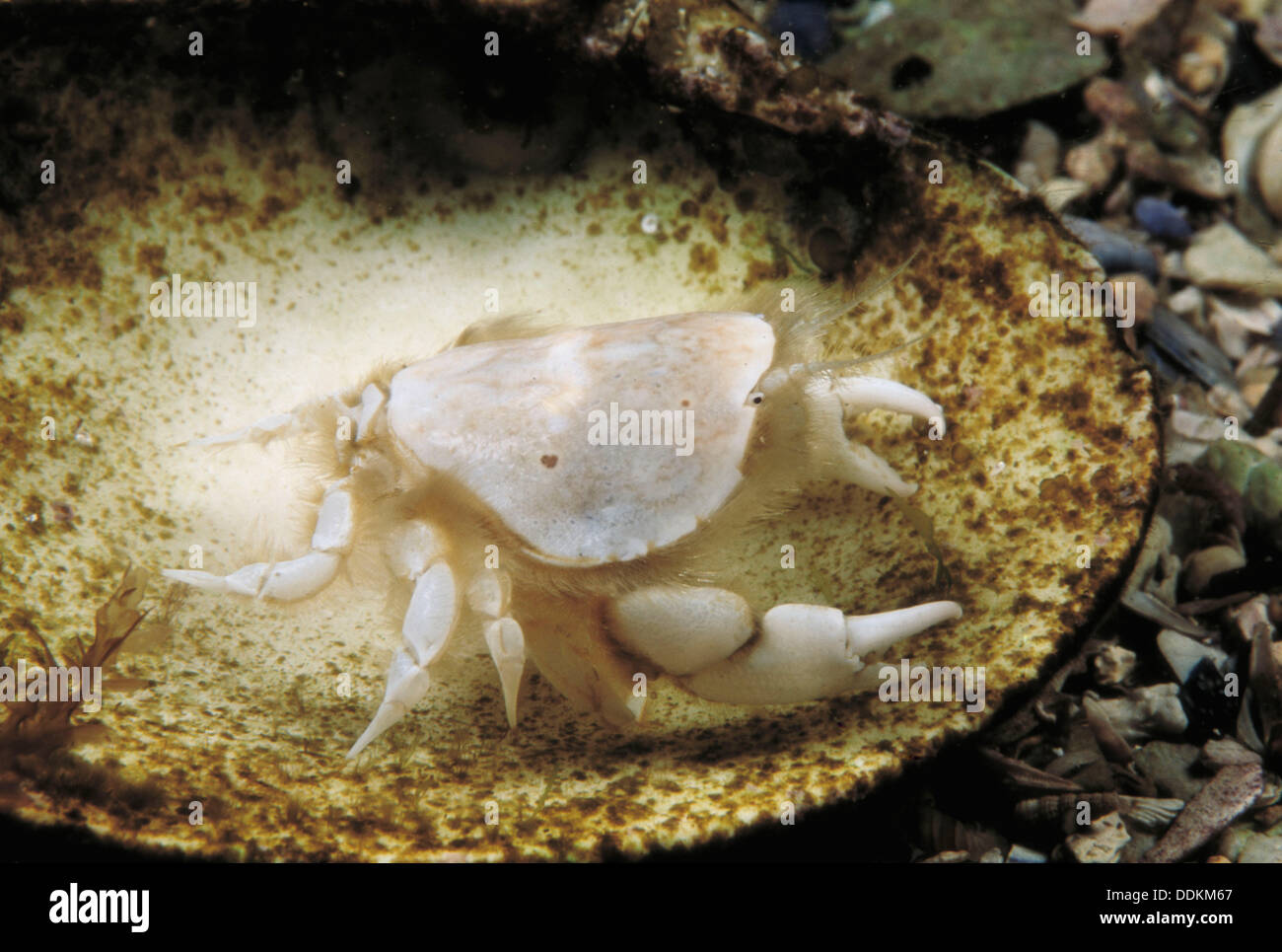 Thia hi-res stock photography and images - Alamy