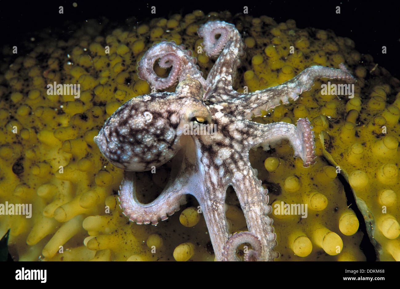 Octopus octopus vulgaris galicia hi-res stock photography and images ...