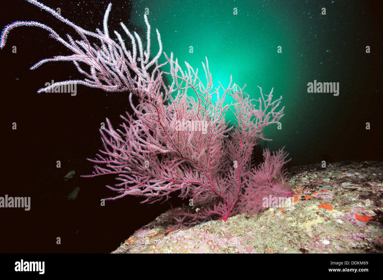 Sea fan leptogorgia sarmentosa galicia hi-res stock photography and ...