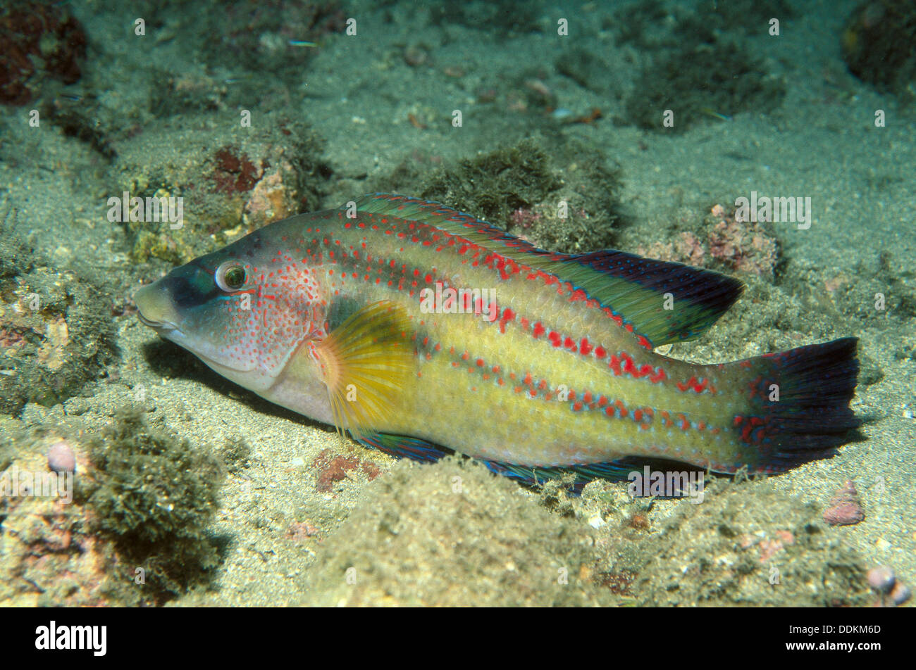 East atlantic peacock hi-res stock photography and images - Alamy