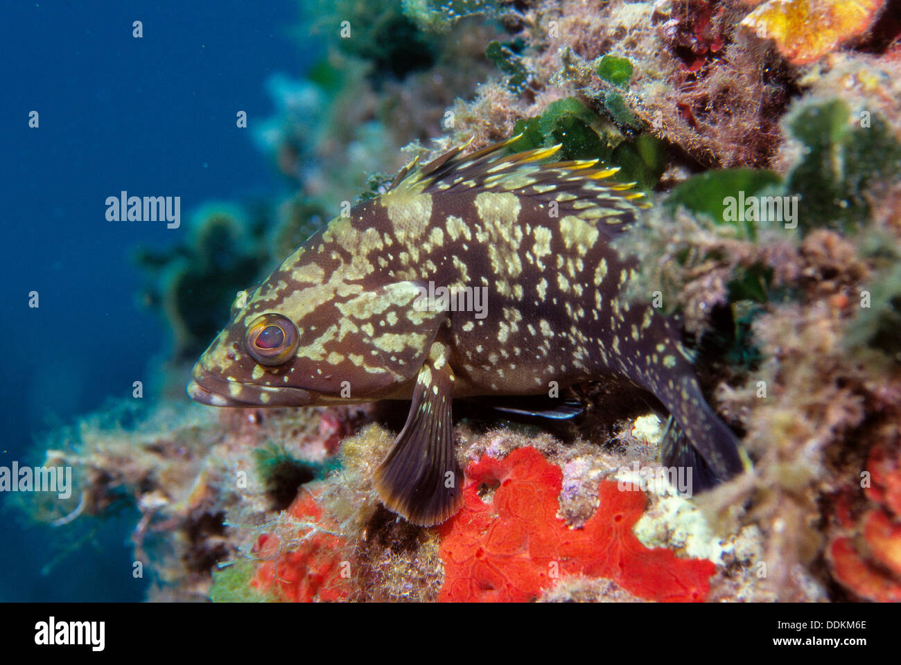 Epinephelus guaza hi-res stock photography and images - Alamy