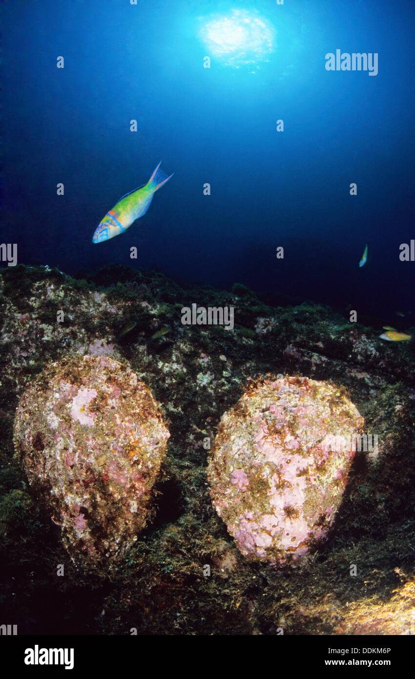 Pen shell (pinna nobilis) hi-res stock photography and images - Alamy