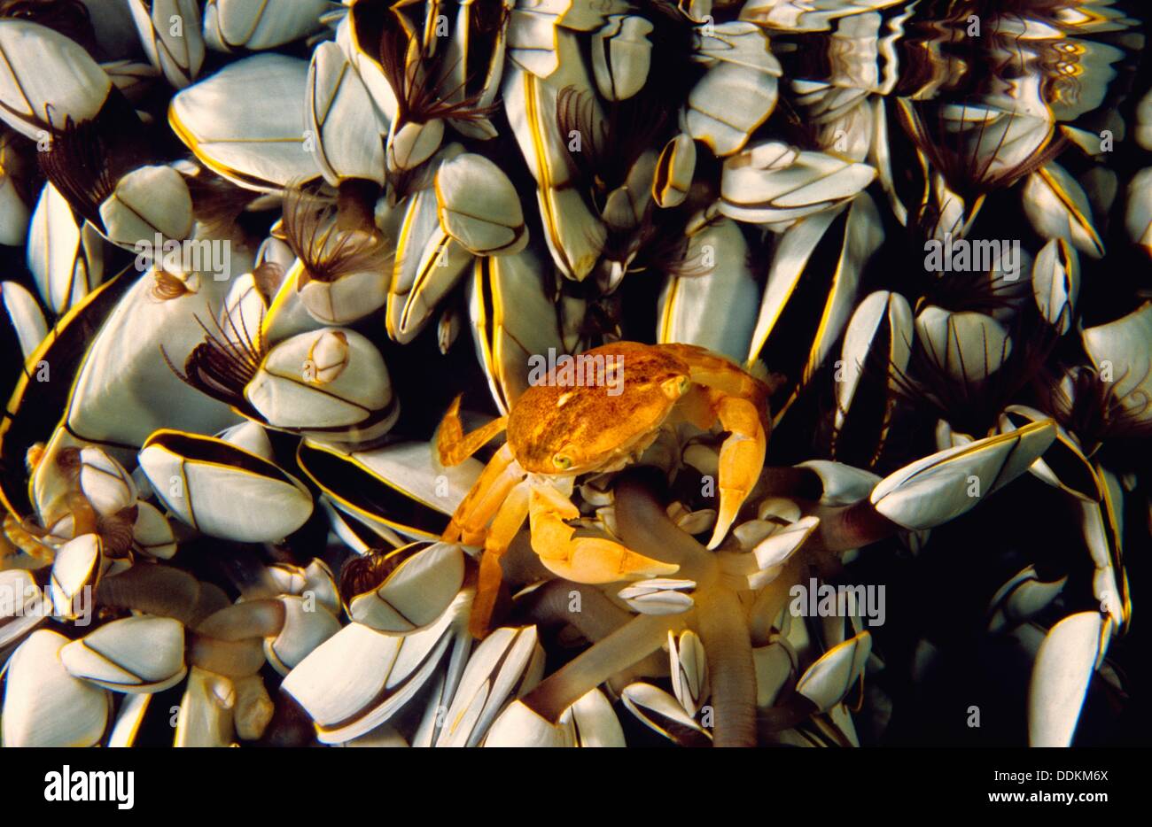 Barnacle crab hi-res stock photography and images - Alamy