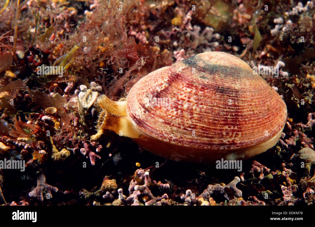 Venus clam hi-res stock photography and images - Alamy
