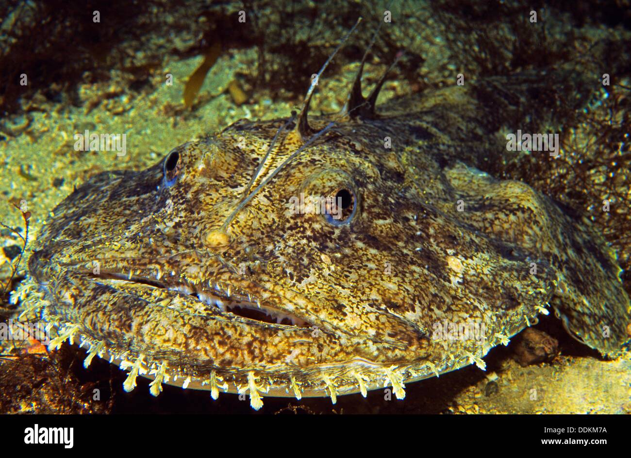 Lophius budegassa hi-res stock photography and images - Alamy