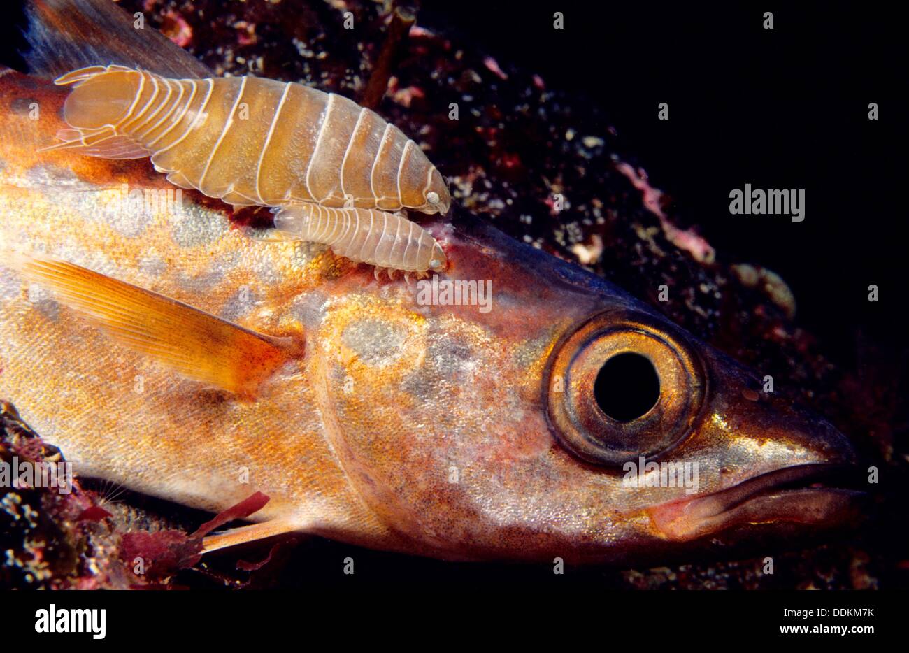 Parasitic Isopod High Resolution Stock Photography and Images - Alamy