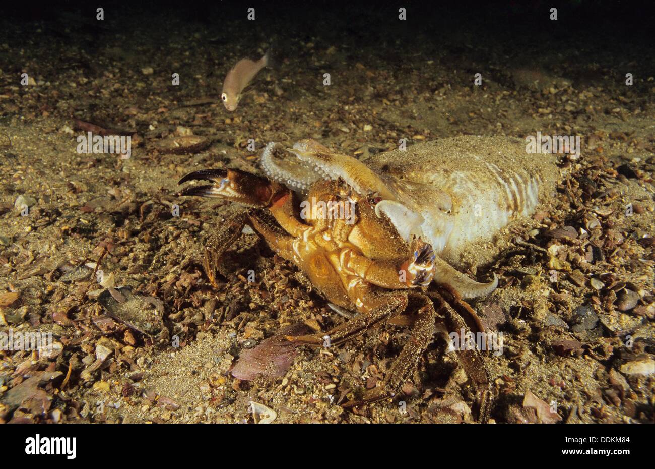 Devil crab hi-res stock photography and images - Alamy