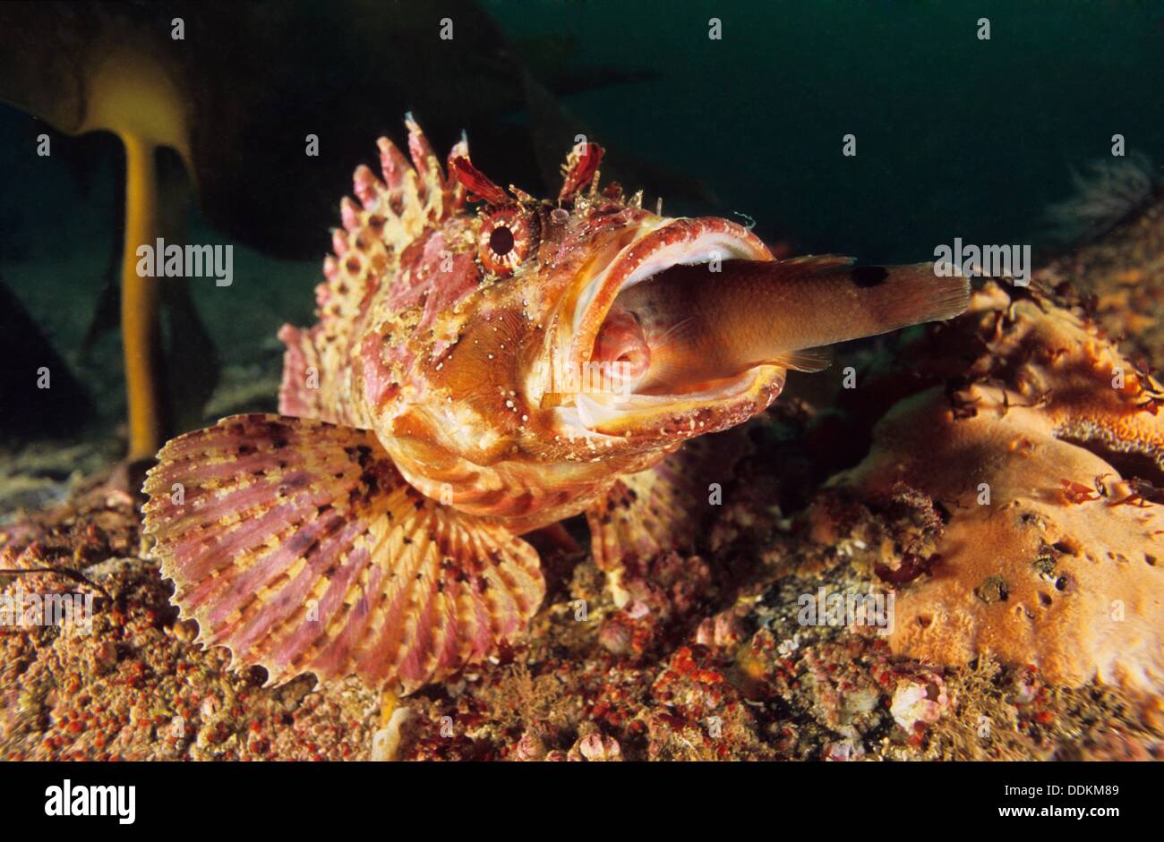 Goldsinny wrasse centrolabrus rupestris hi-res stock photography and ...