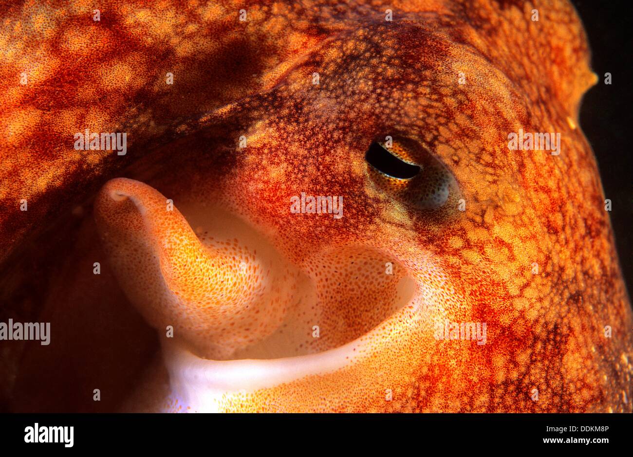 Lesser octopus hi-res stock photography and images - Alamy