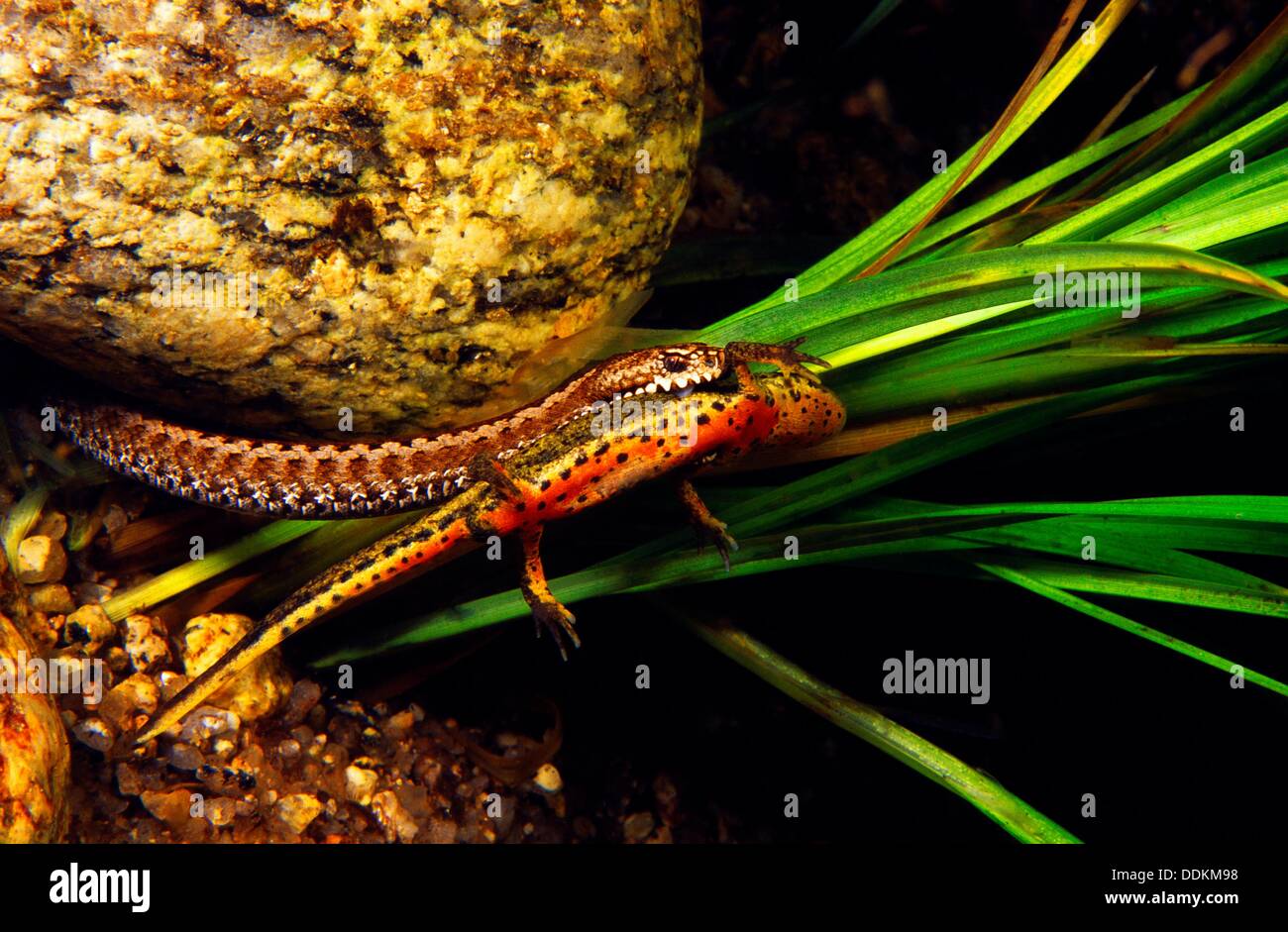 Bosca Newt High Resolution Stock Photography and Images - Alamy