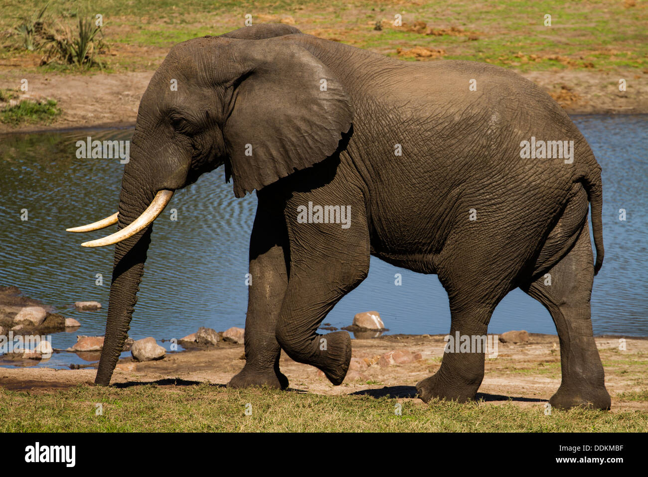 Male elephant elephant hi-res stock photography and images - Alamy
