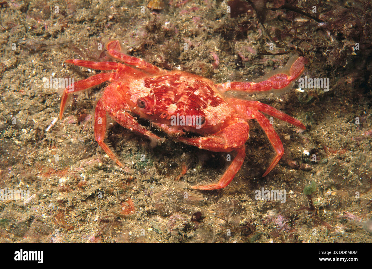 Liocarcinus High Resolution Stock Photography and Images - Alamy