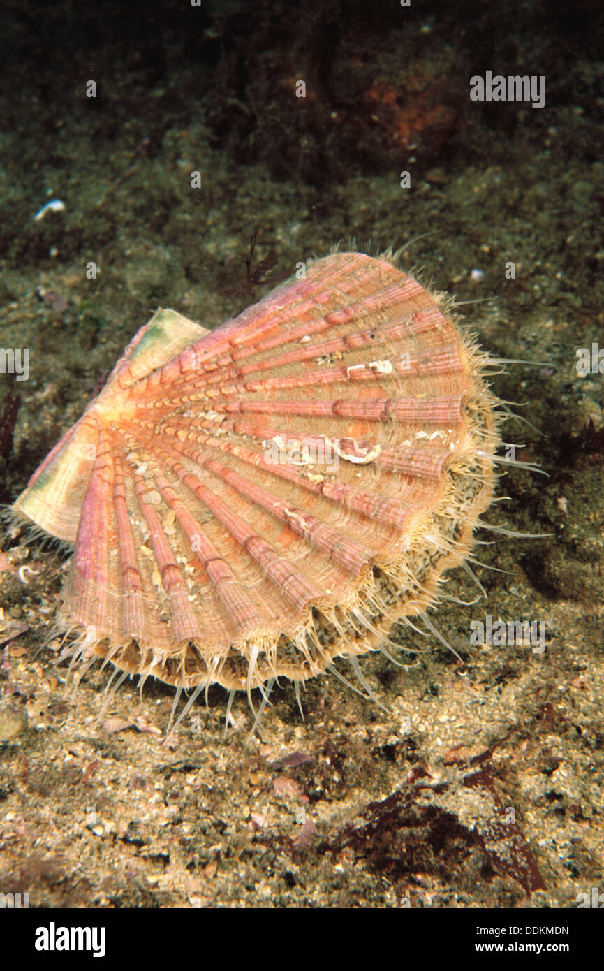 Pecten Maximus