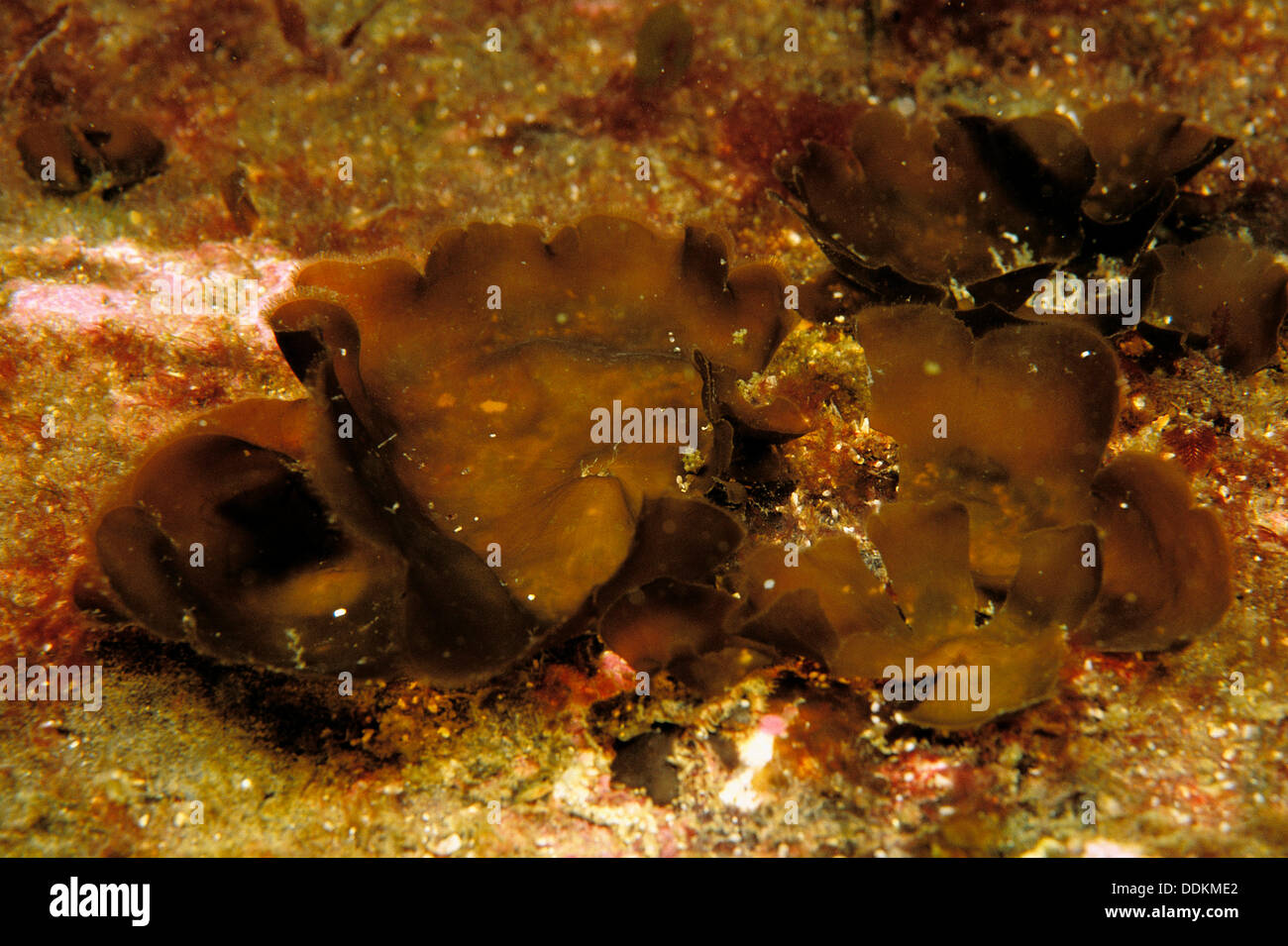 Cutleria Adspersa High Resolution Stock Photography and Images - Alamy