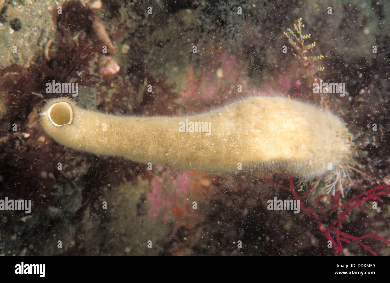 Sycon hi-res stock photography and images - Alamy