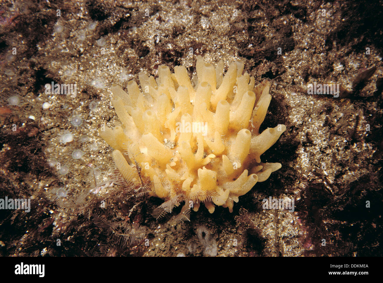 Polymastia hi-res stock photography and images - Alamy