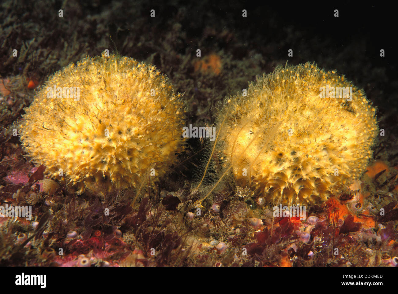 Porifera tethya hi-res stock photography and images - Alamy