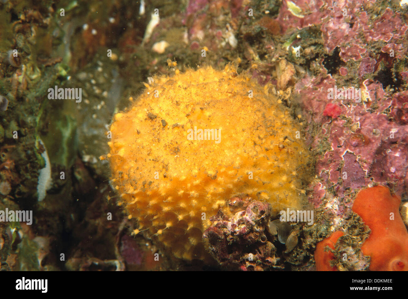 Porifera tethya hi-res stock photography and images - Alamy