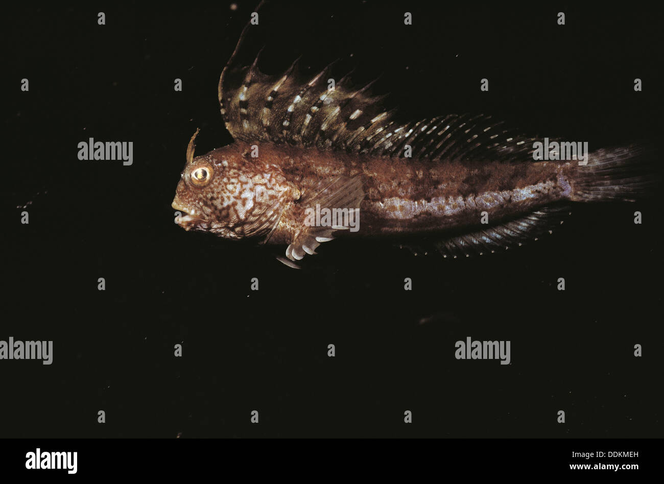 Butterfly blenny blennius ocellaris hi-res stock photography and images ...
