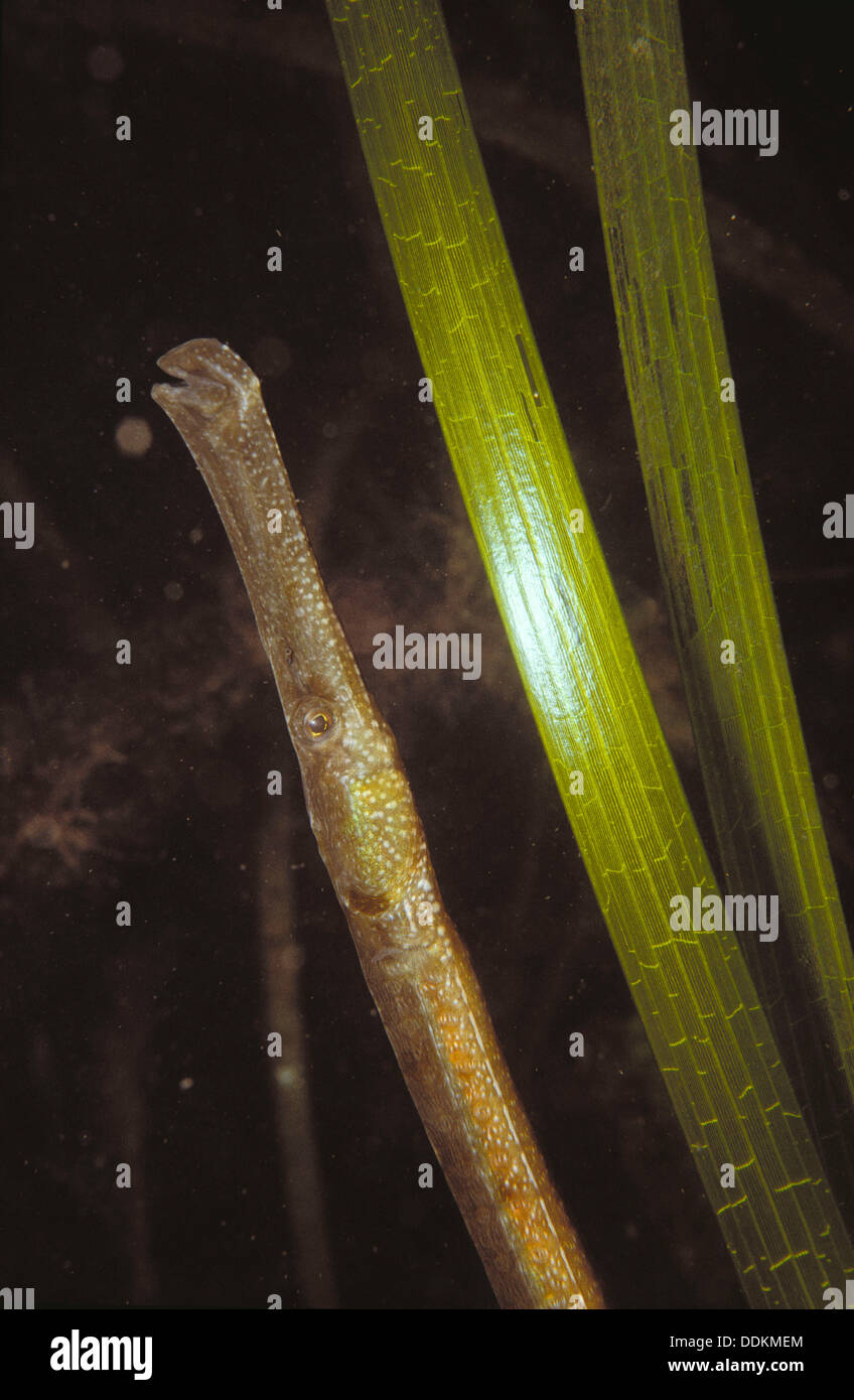 Snouted pipefish hi-res stock photography and images - Alamy