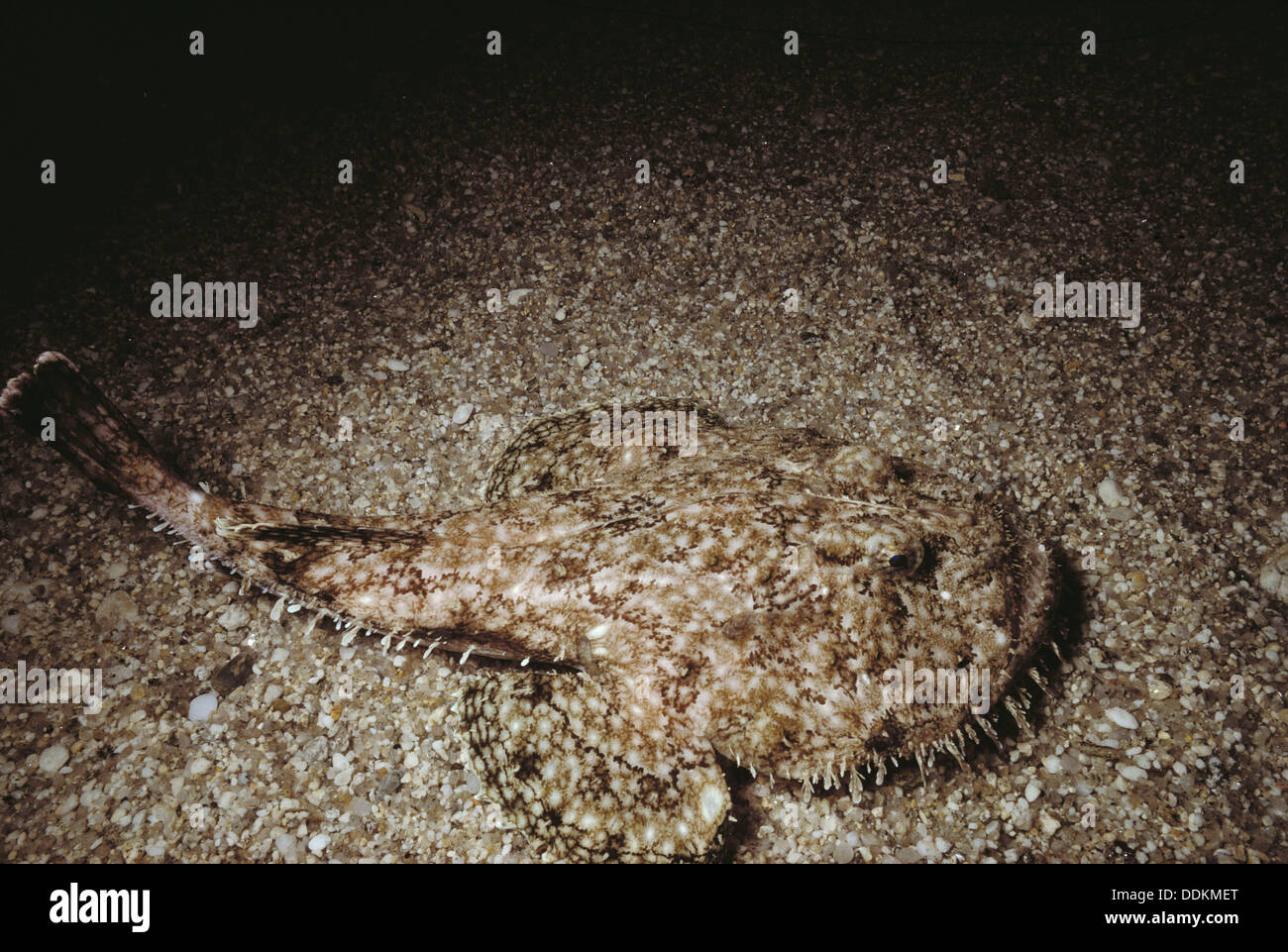 Anglerfish lophius piscatorius hi-res stock photography and images - Alamy