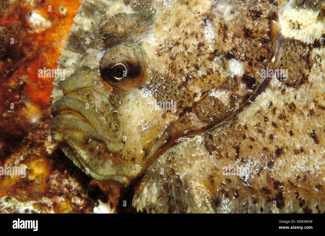 Topknot zeugopterus punctatus hi-res stock photography and images - Alamy