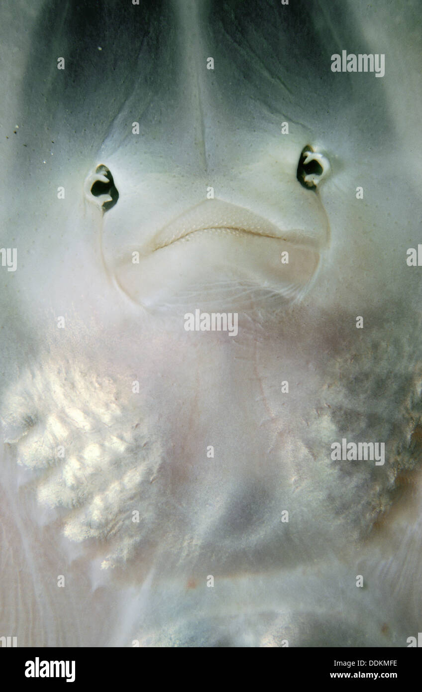 Raja undulata hi-res stock photography and images - Alamy