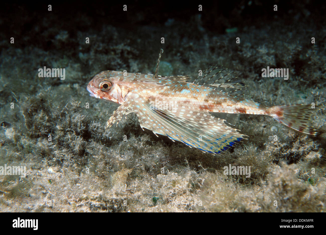 Flying gurnard fish hi-res stock photography and images - Alamy