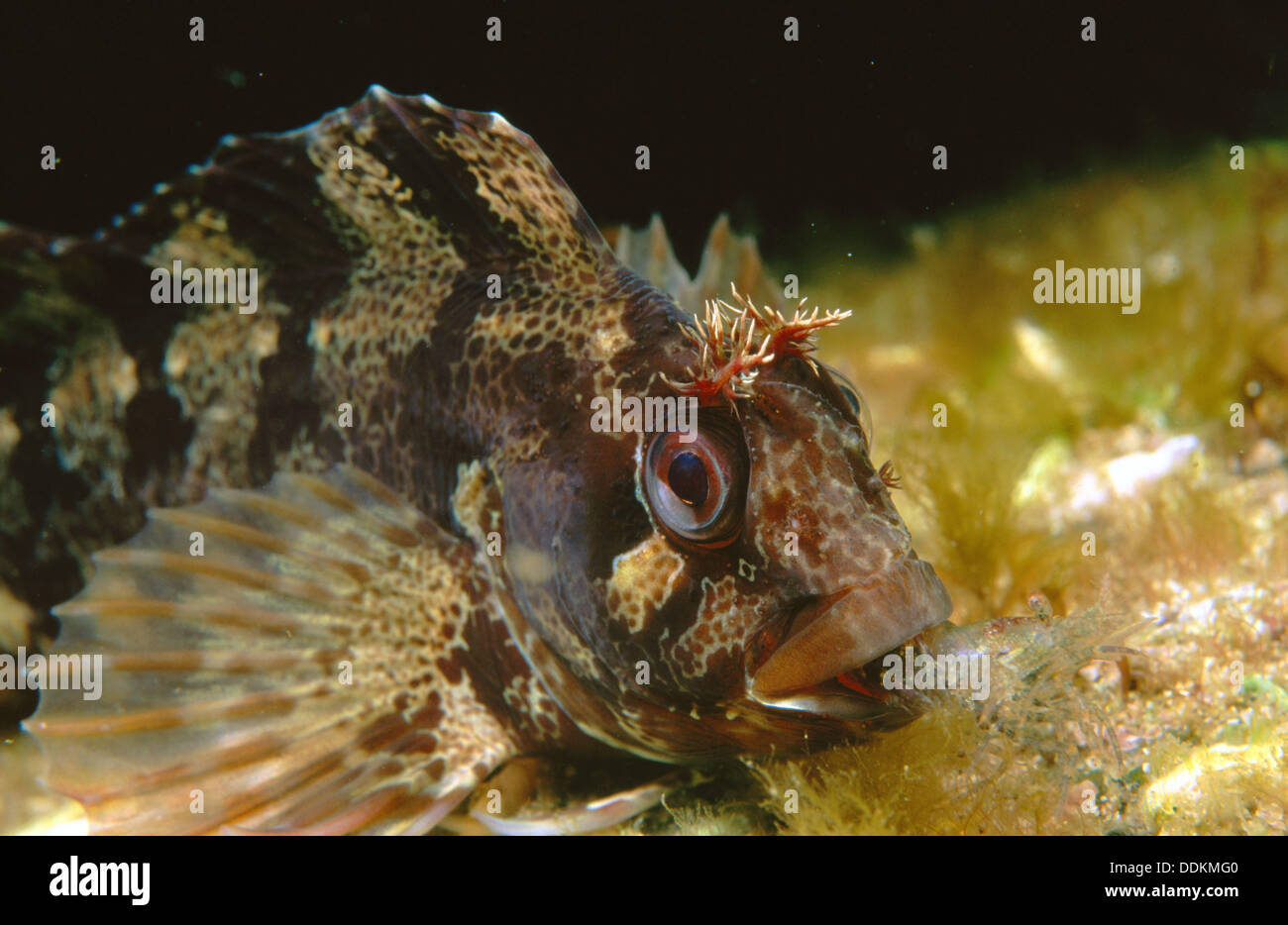 Blennius gattorugine hi-res stock photography and images - Alamy