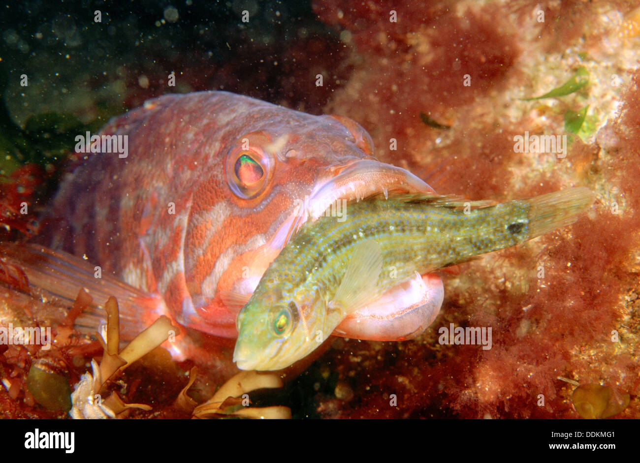 Comber serranus cabrilla hi-res stock photography and images - Alamy