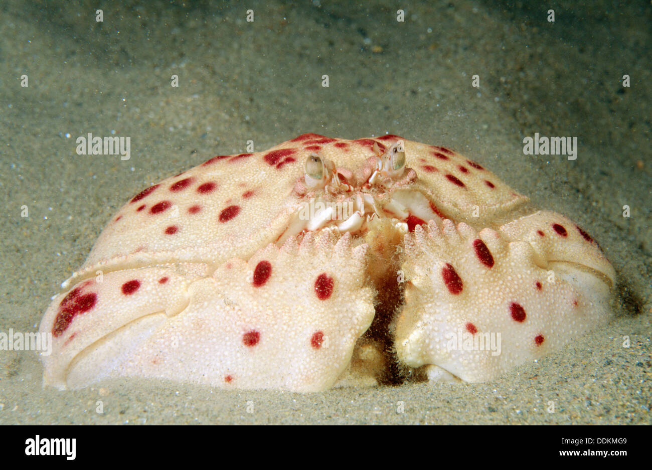 Granulata hi-res stock photography and images - Alamy