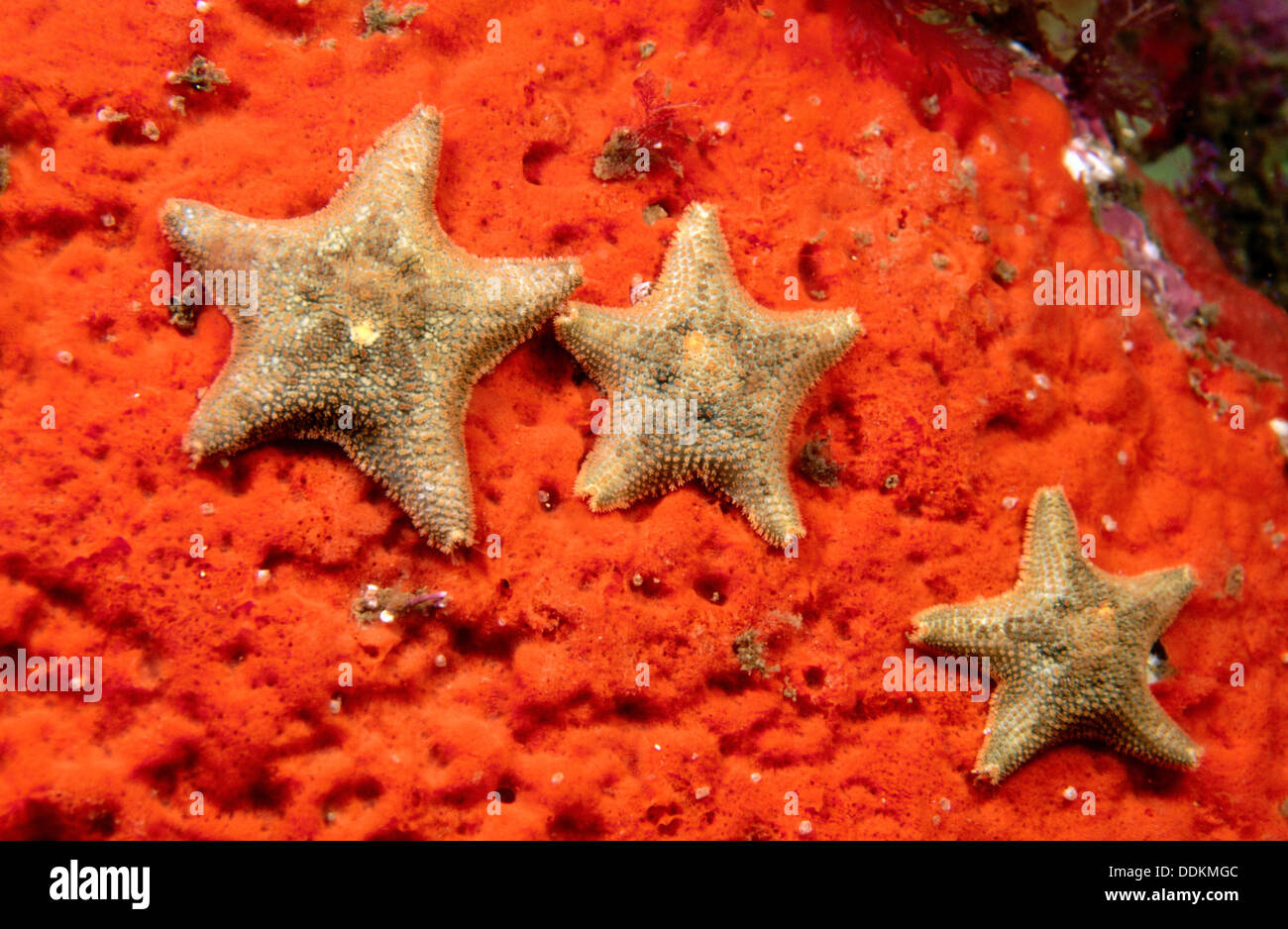 Asterina Stock Photos & Asterina Stock Images - Alamy