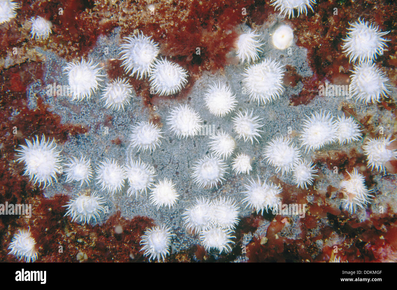 Order actiniaria hi-res stock photography and images - Alamy