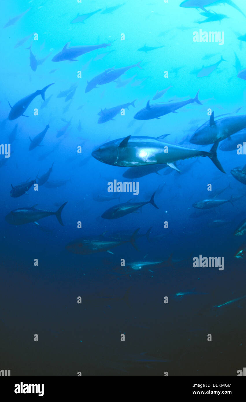 Northern blue tuna hi-res stock photography and images - Alamy