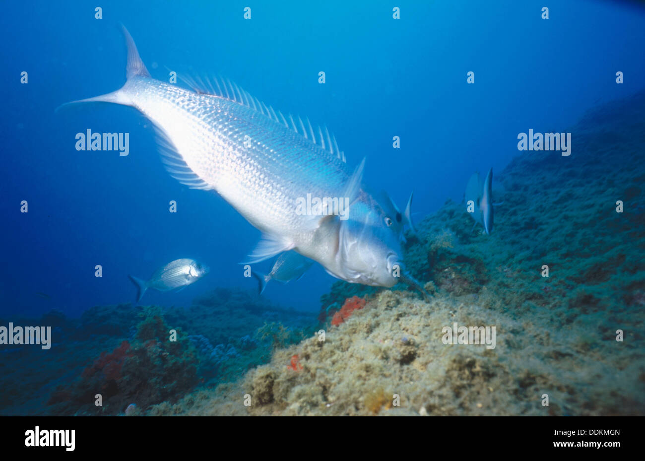 Common Dentex Dentex Dentex High Resolution Stock Photography and Images - Alamy