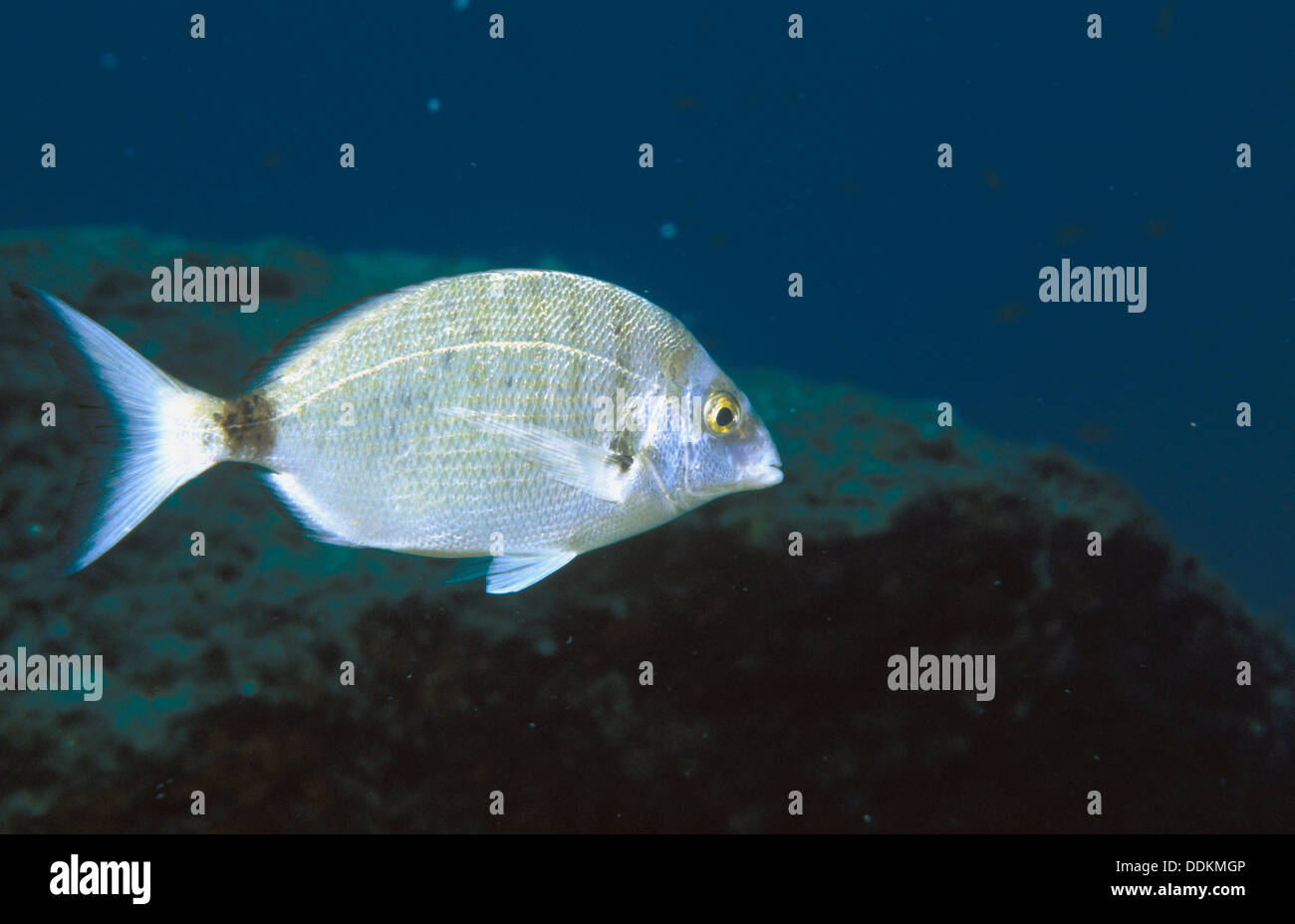 Sheepshead hi-res stock photography and images - Alamy
