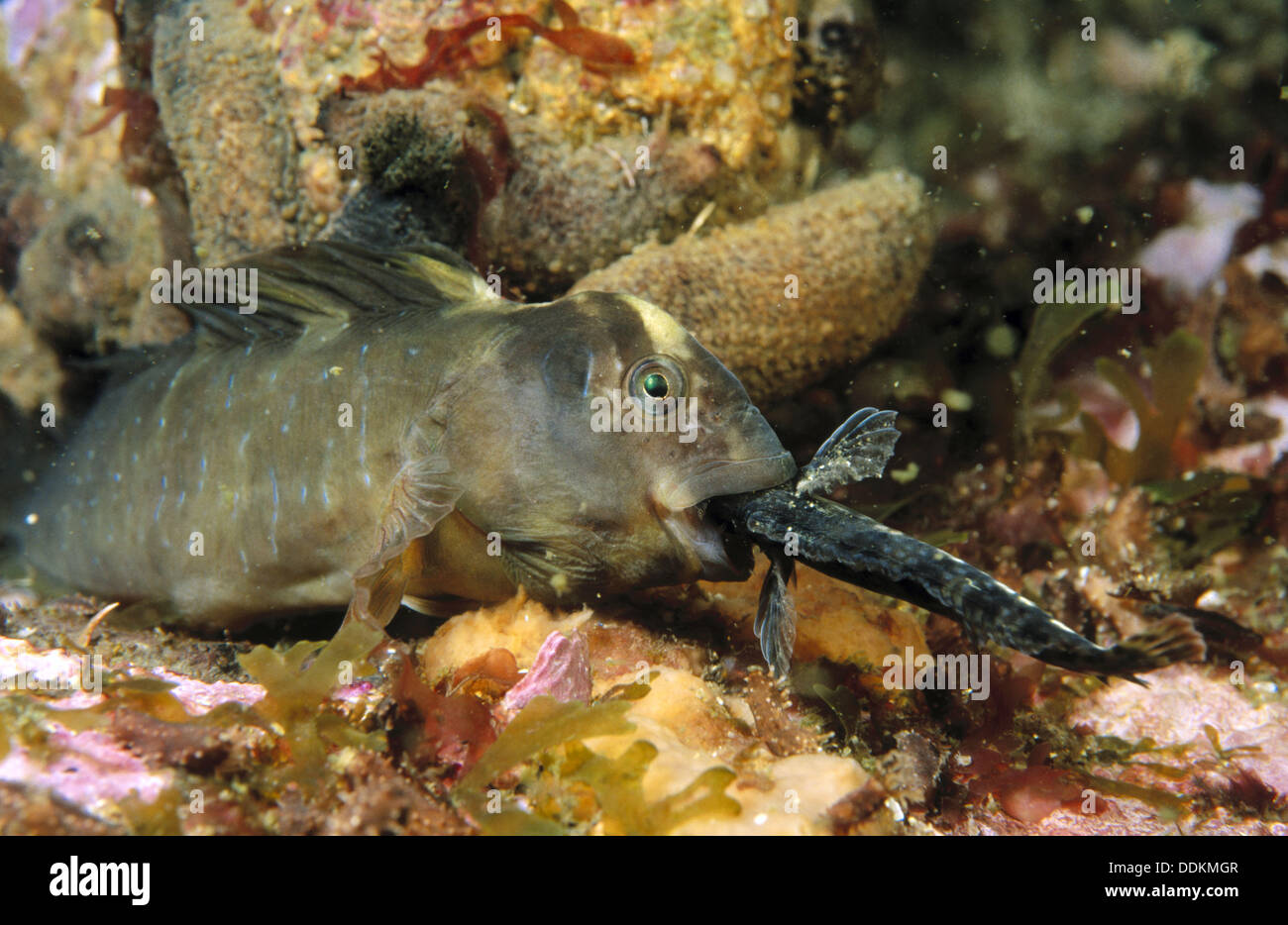 Peacock Blenny Salaria Pavo High Resolution Stock Photography and ...