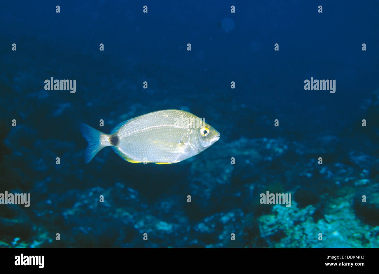 Annular seabream hi-res stock photography and images - Alamy