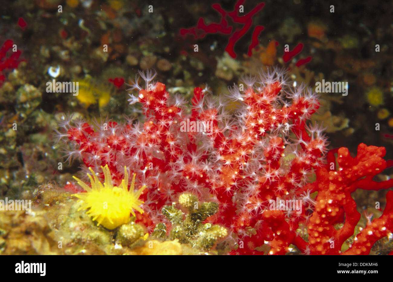 Corallium hi-res stock photography and images - Alamy