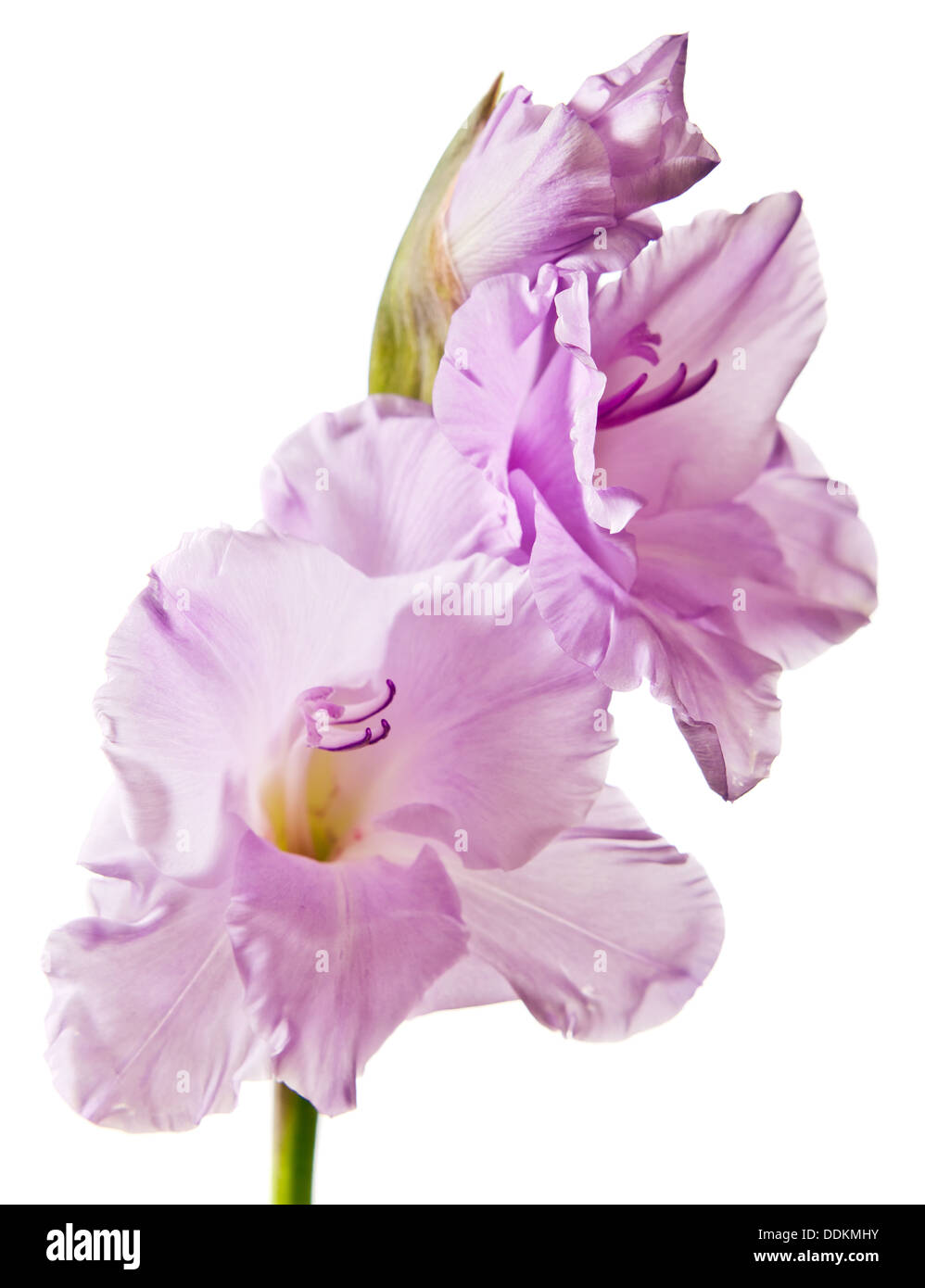 gladiolus isolated on white background Stock Photo - Alamy