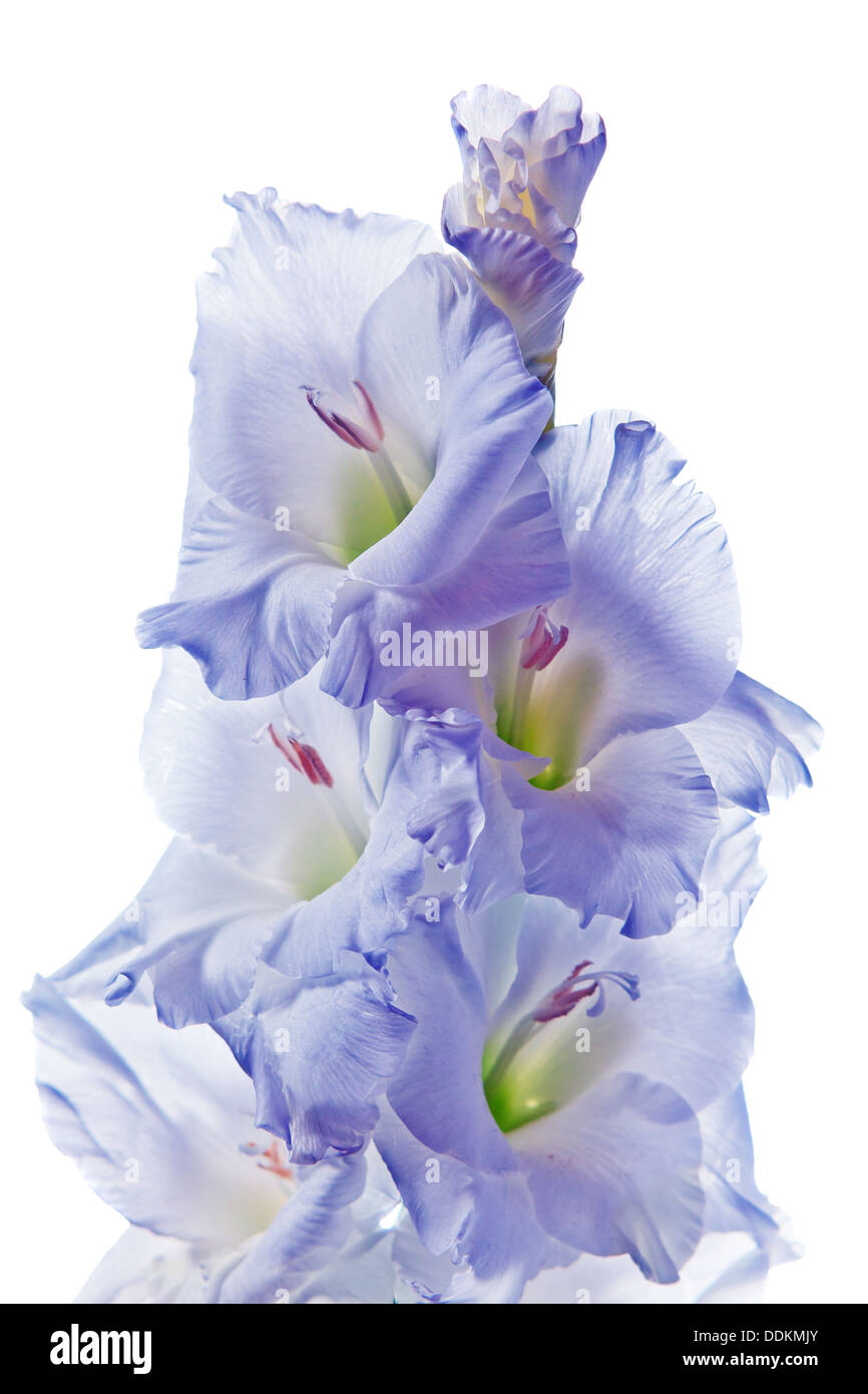blue gladiolus isolated on white background Stock Photo - Alamy