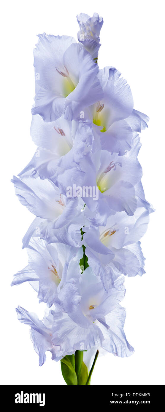 blue gladiolus isolated on white background Stock Photo - Alamy