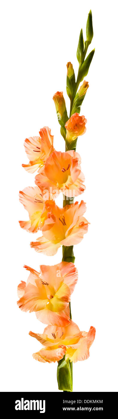 gladiolus isolated on white background Stock Photo - Alamy