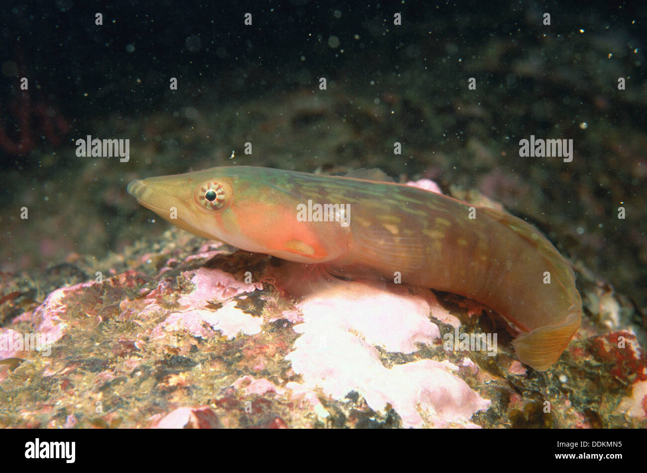 Lepadogaster Candollei High Resolution Stock Photography and Images - Alamy