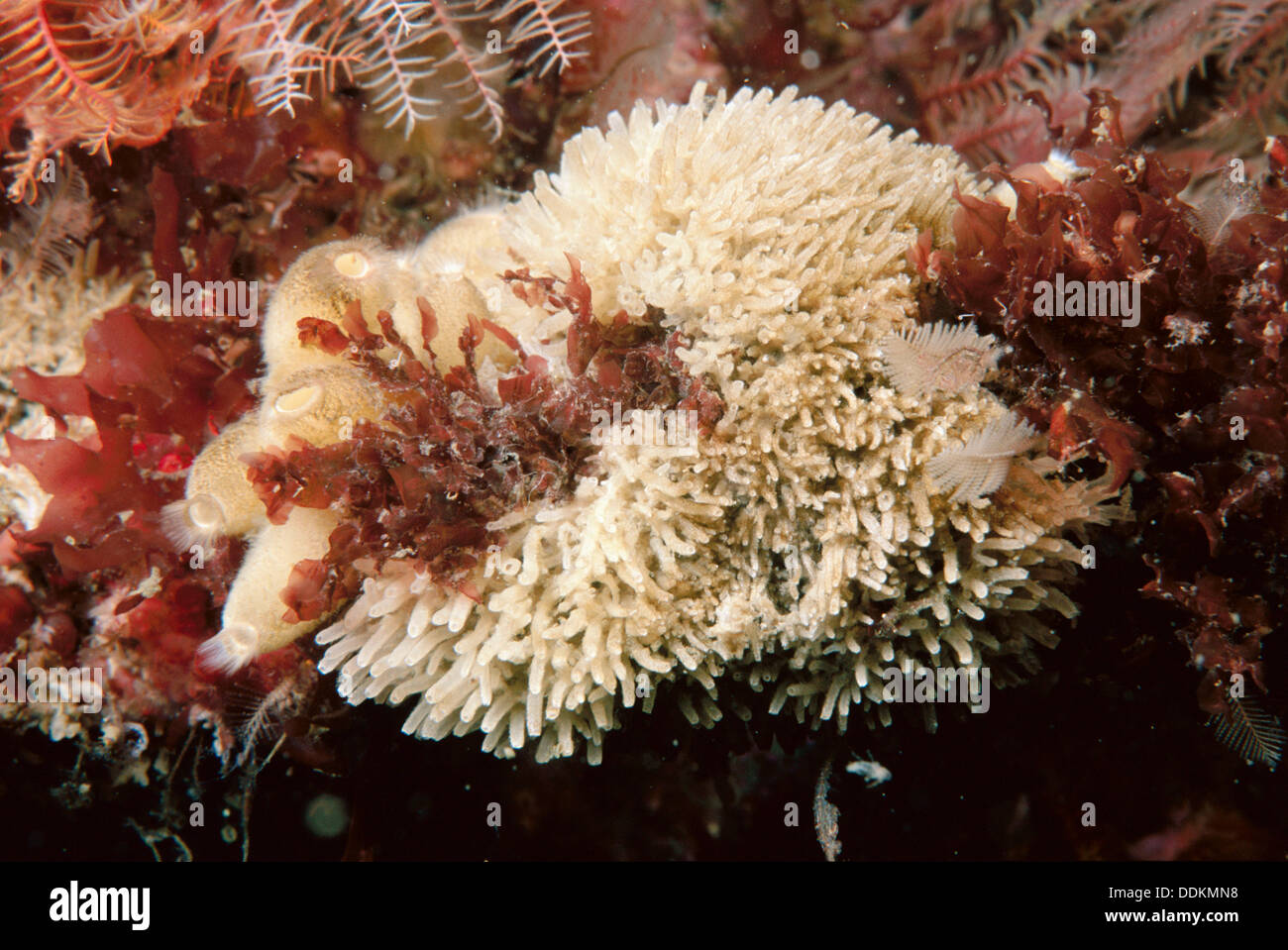 Leucosolenia Slide Spongocoel