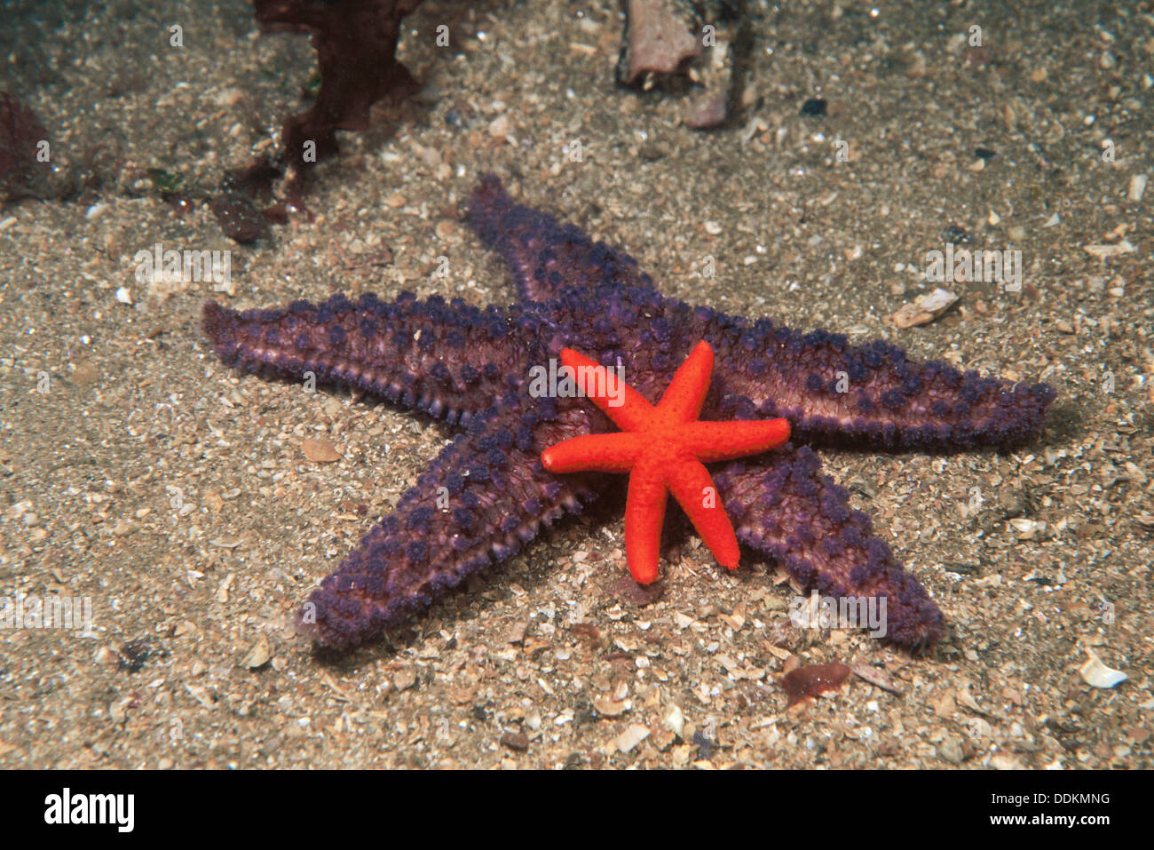 Common starfish asterias rubens on hi-res stock photography and images ...