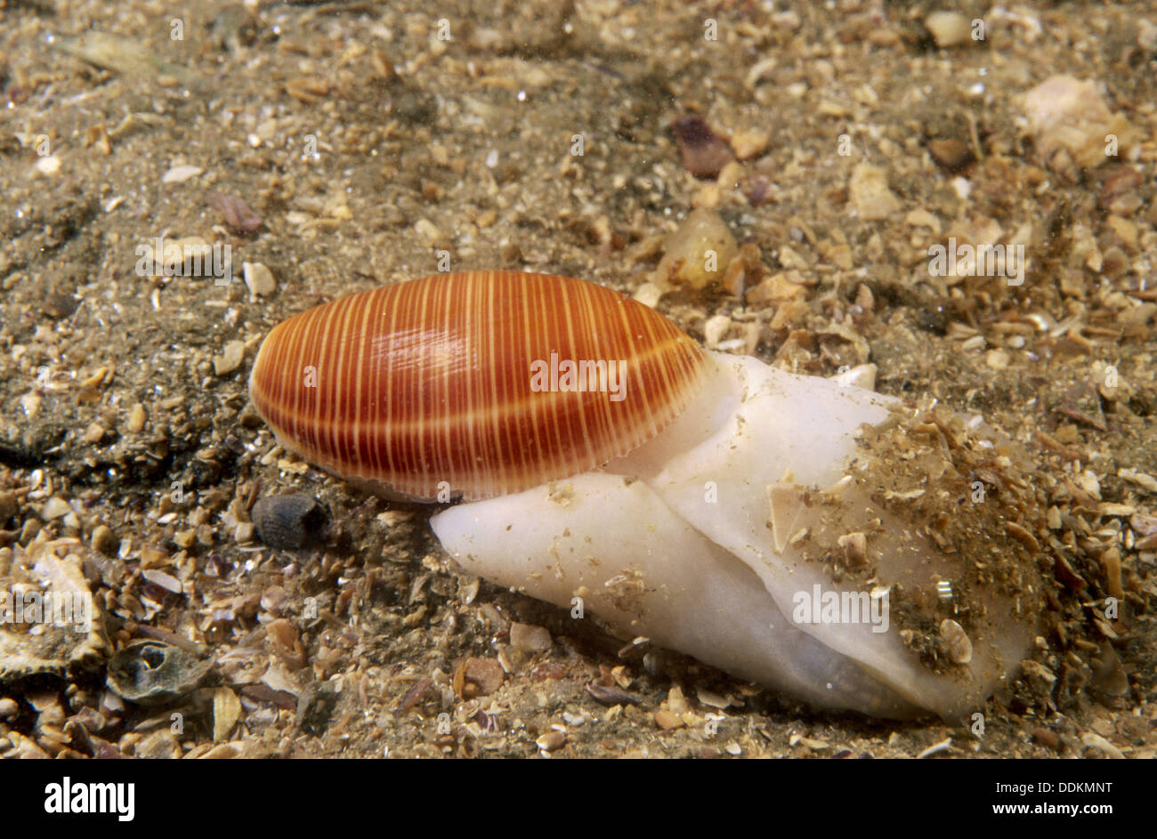 Scaphander lignarius hi-res stock photography and images - Alamy